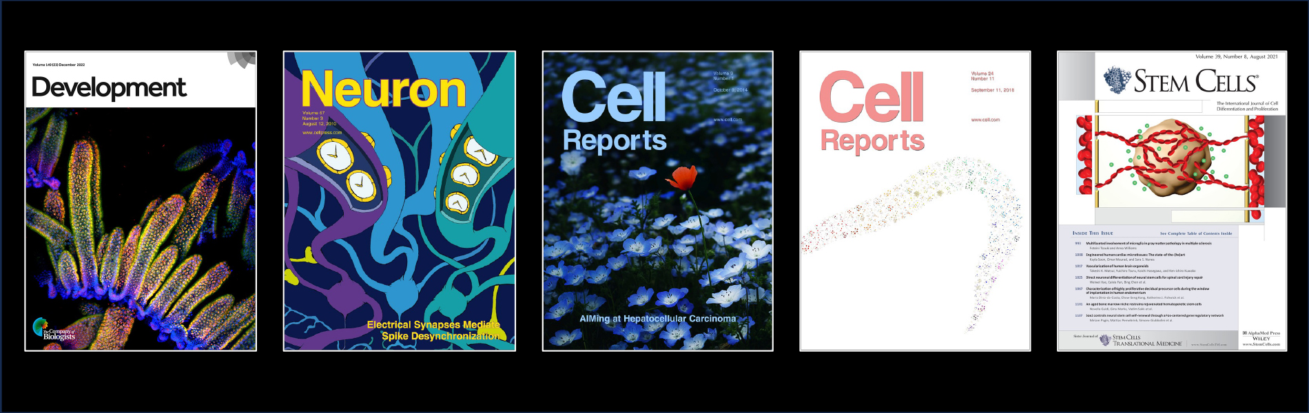 [3ページ目] 島根大学 医学部 神経・筋肉生理学